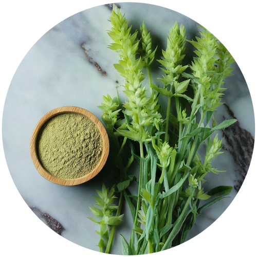 CONCENTAL - cognition et efficacité cérébrale - Pharmanager Ingredients